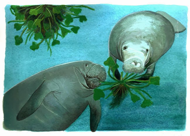 La Fauna : El Manatí