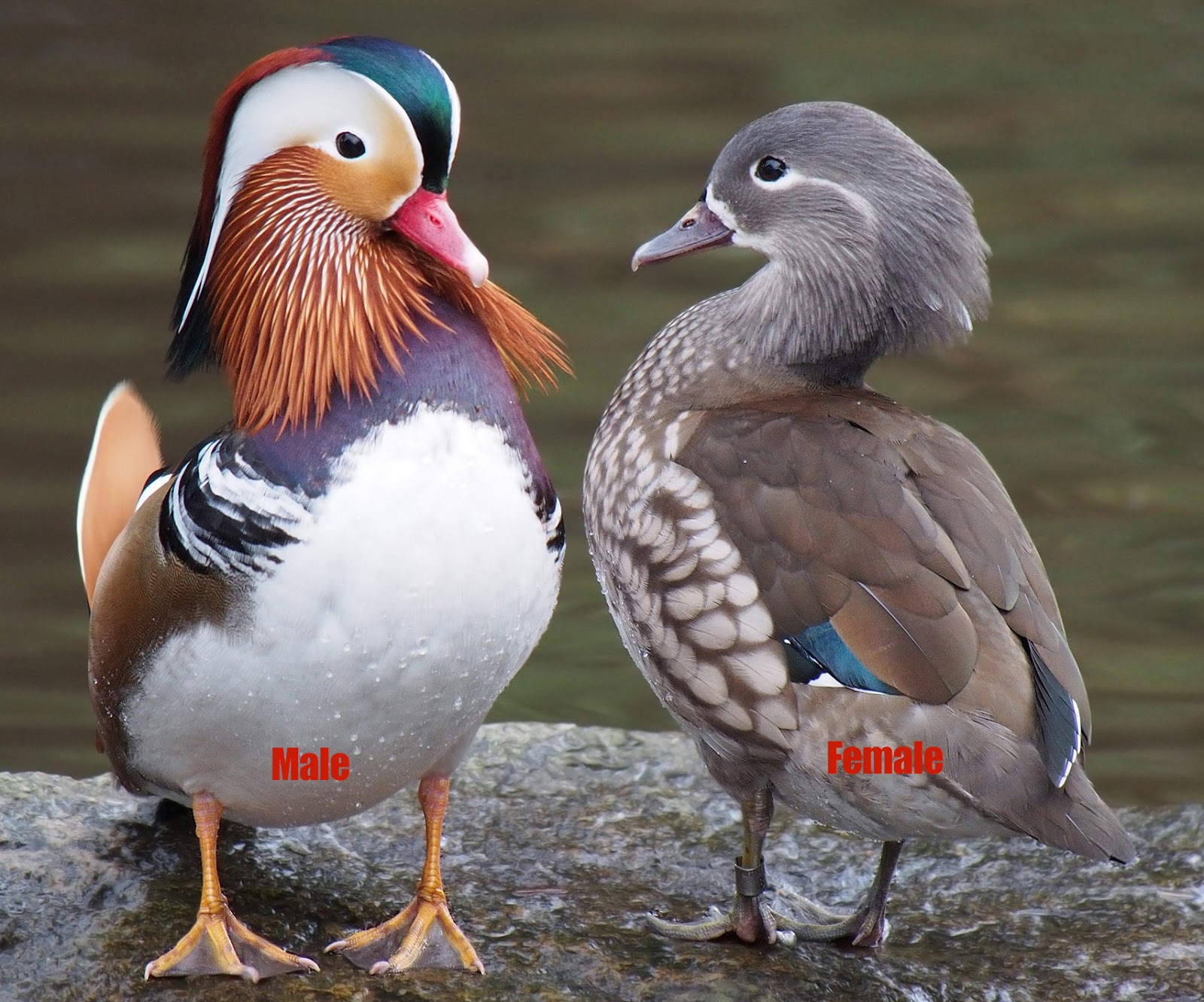 Strength for the Journey: 2016