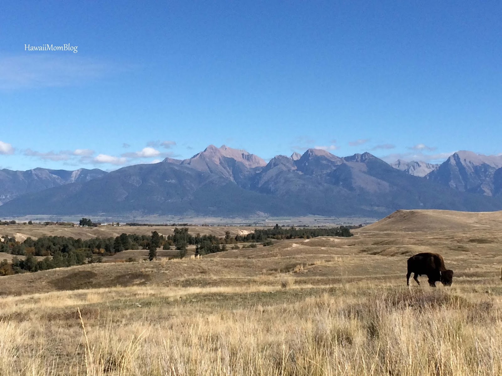 Hawaii Mom Blog: Visit Montana: National Bison Range