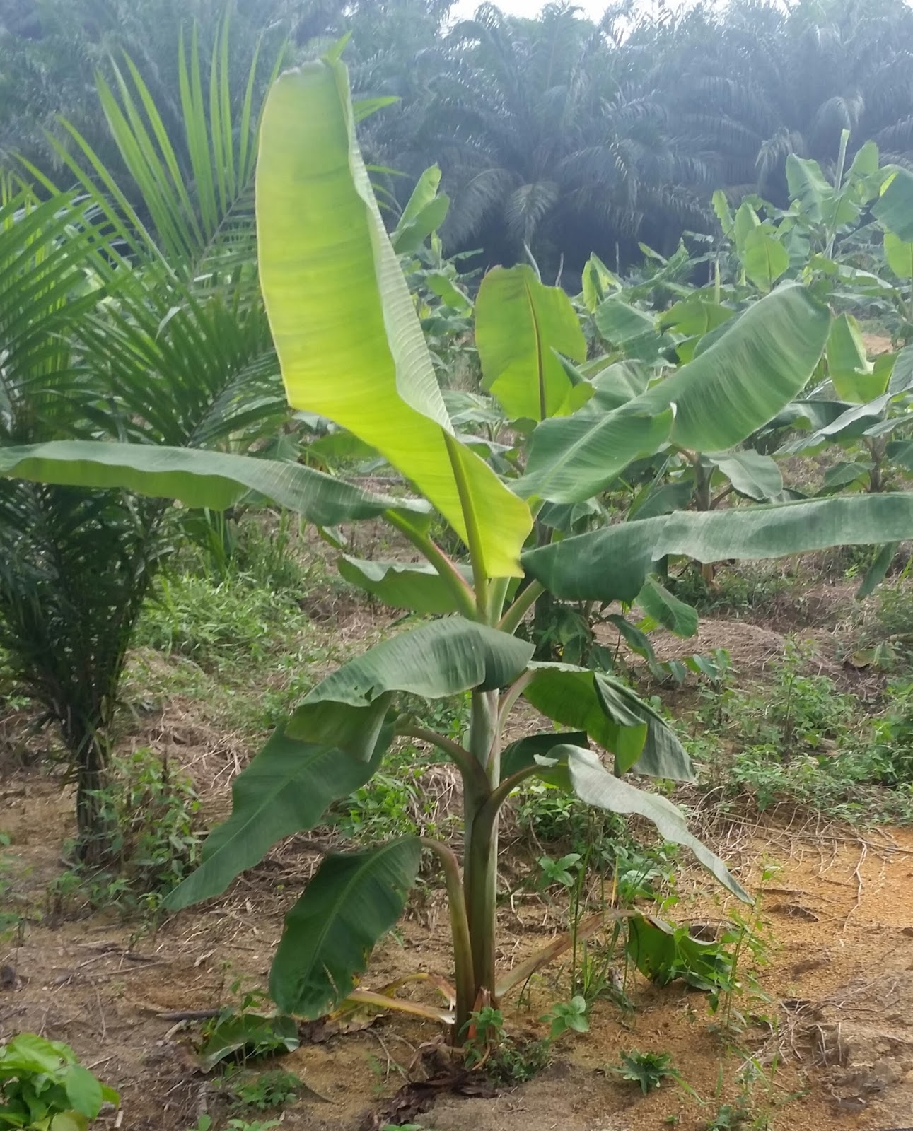 Warisan Petani: Tanaman Pisang 3 : Pokok Pisang Tanduk.