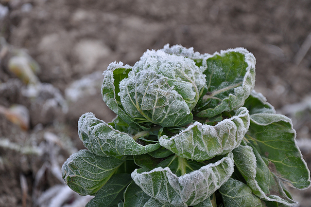 Frost Envelopes Vegetables In Atok, Benguet As Temperature Drops Below ...