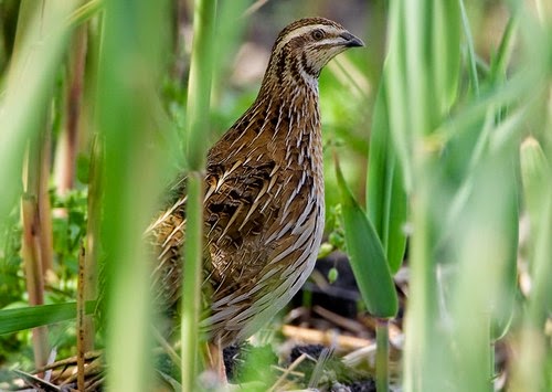 ფერმერთა სკოლა: მწყერი, გაზრდის ტექნოლოგია