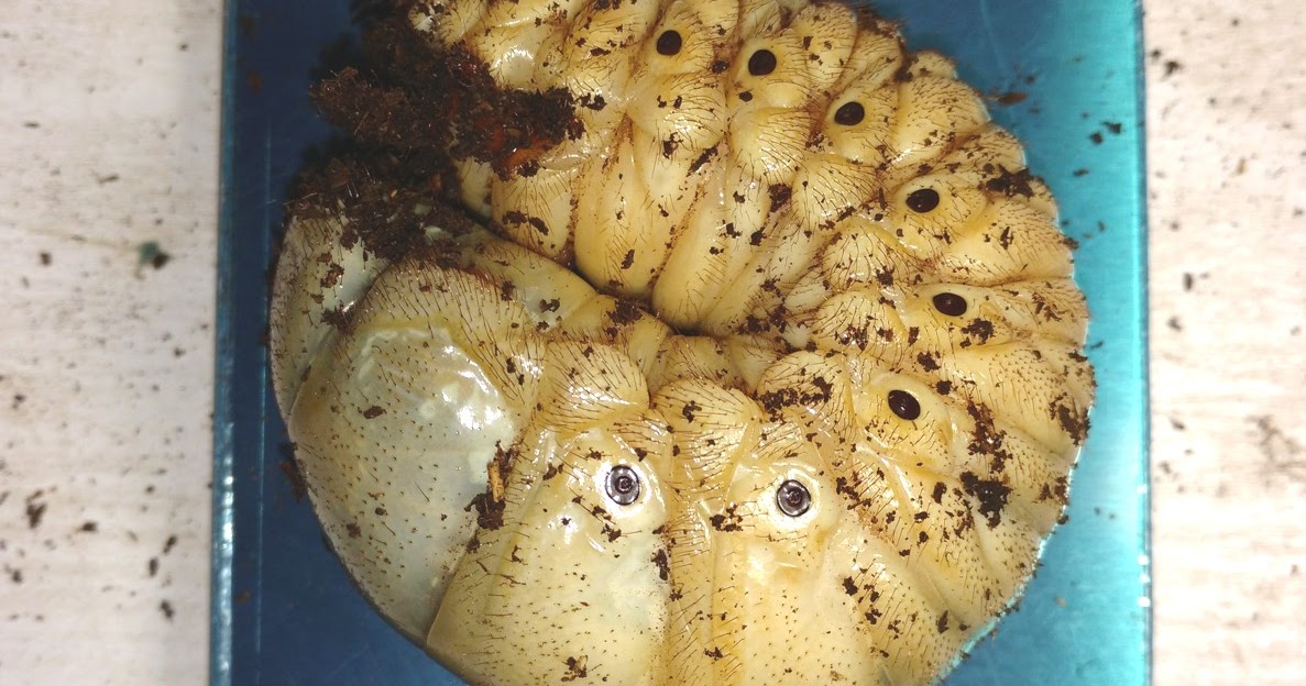 Beetles as pets: A begginer's guide to beetle breeding