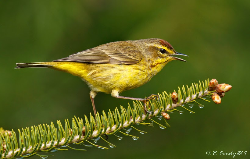 South Shore Birder: A Few Spring Warblers