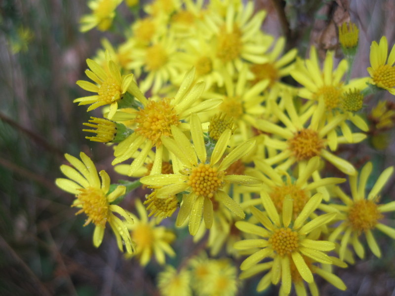 Tuesday Ad Hoc Hikers: Tuesday June 25, 2013 Mount Manuel Quimper
