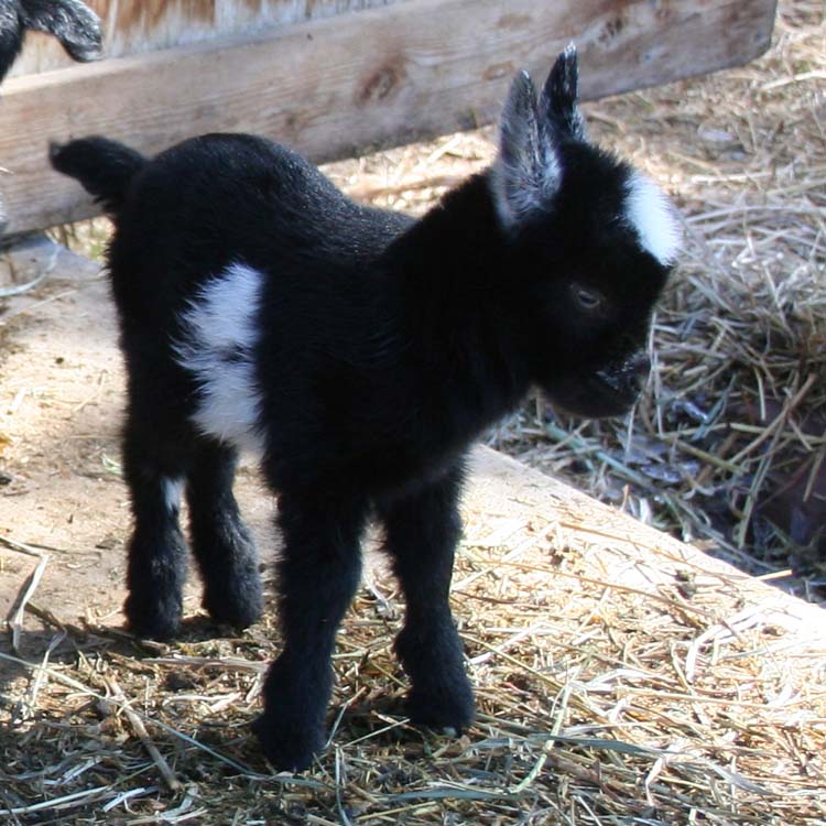 The Maaaaa of Pricilla: Congratulations to AbbyGoat!