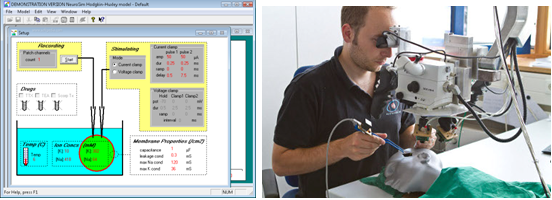 Informática Biomédica: Simuladores: Neurocirugía