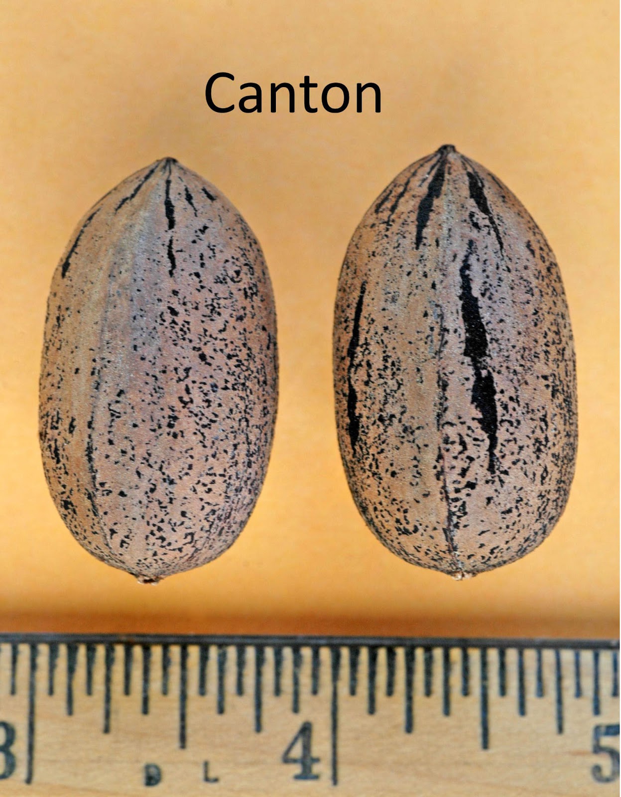Northern Pecans: Canton: An early-ripening, native pecan