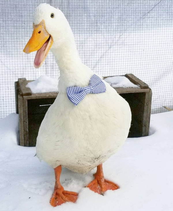 5 Reasons Why you Need to Raise Ducks - Fresh Eggs Daily® with Lisa Steele