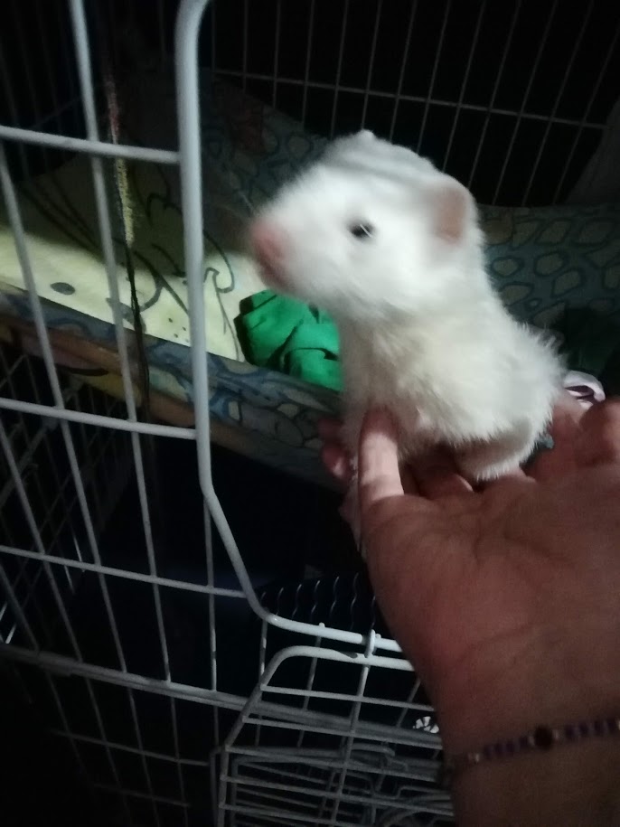 Los hurones perfectos: Lo que debes de saber sobre hurones