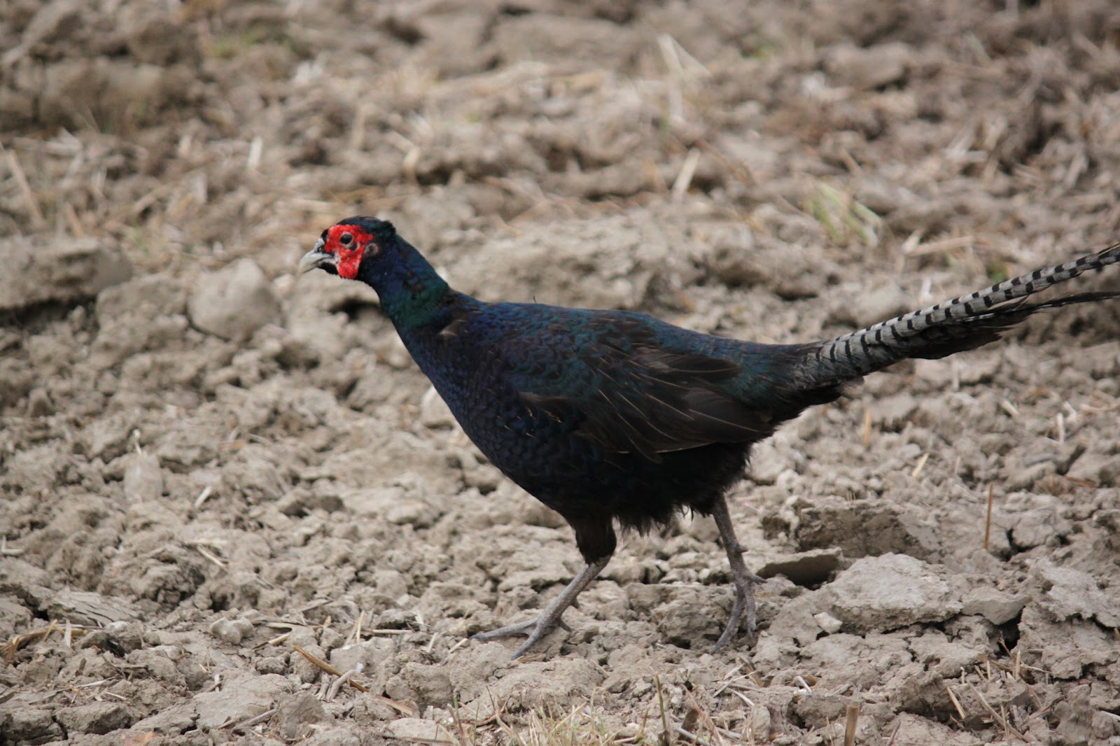 FELIPECHE VIDEO: Faisan noir dans un labour