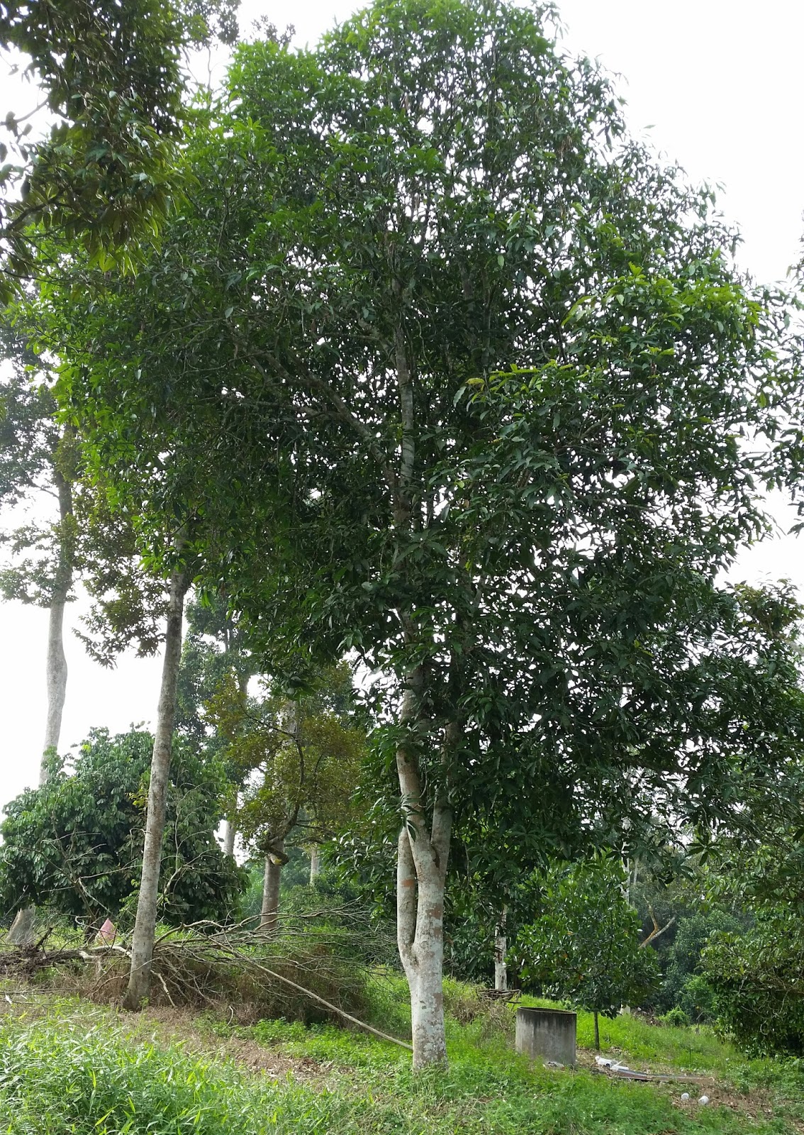 Warisan Petani: Kebun Buah-buahan 2
