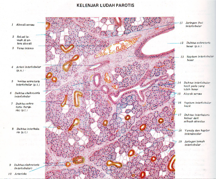 Inspirasi Hati: Belajar Histologi Belajar Memahami Keagungan Ciptaan Allah