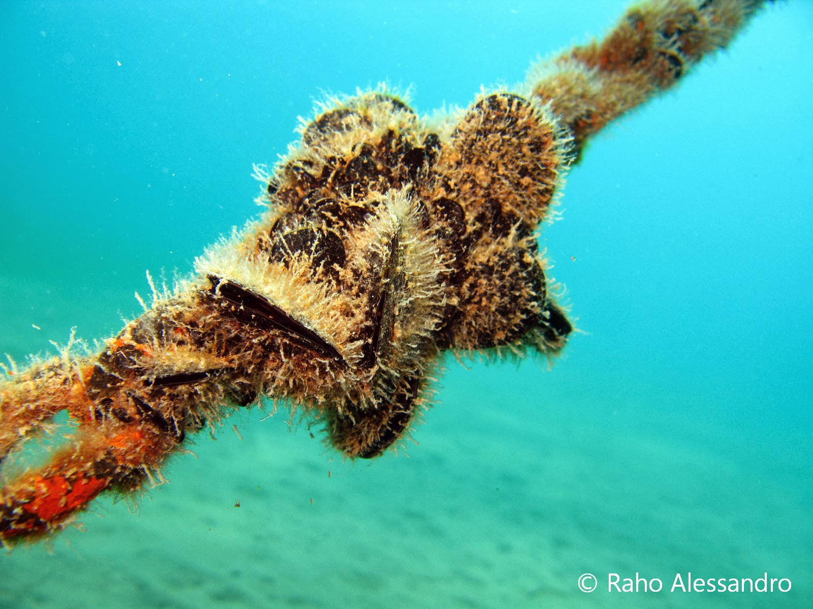 Necton e Plancton: Molluschi: Cozza