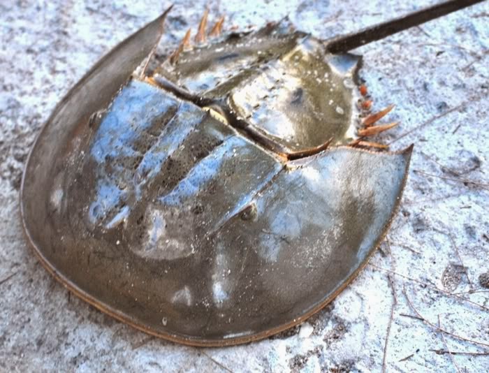 Bicara Mentari: Apa hukum makan belangkas