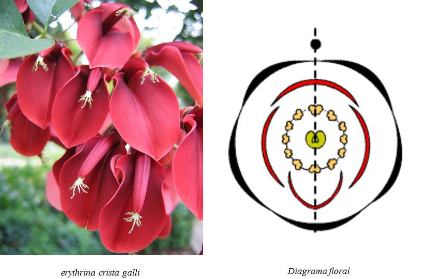 BIOLOGÍA VEGETAL II.: FLORES