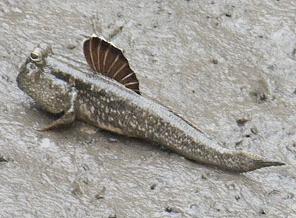 wild shores of singapore: Mudskipper madness at Seletar