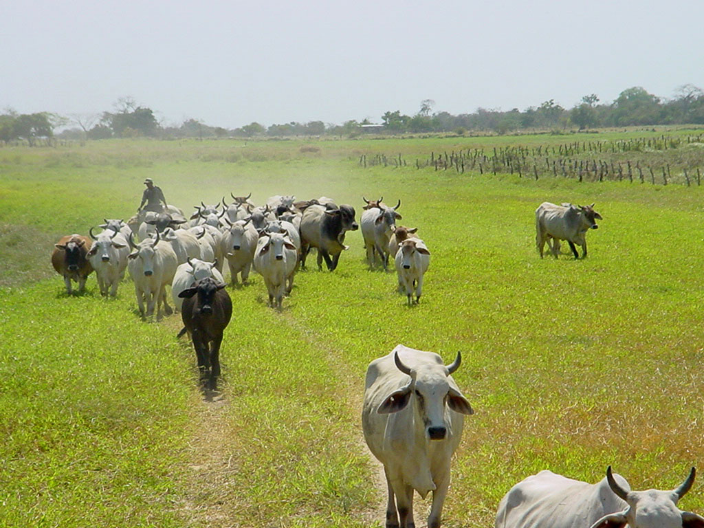 COMUNIDAD AGROPECUARIA