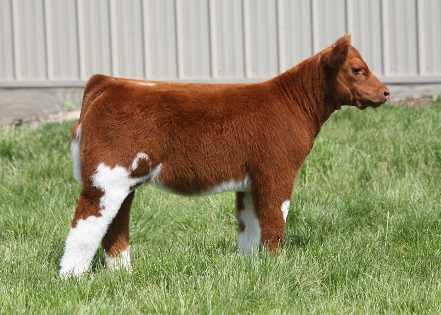 Lautner Farms: Bojo Heifers - Gray Show Cattle