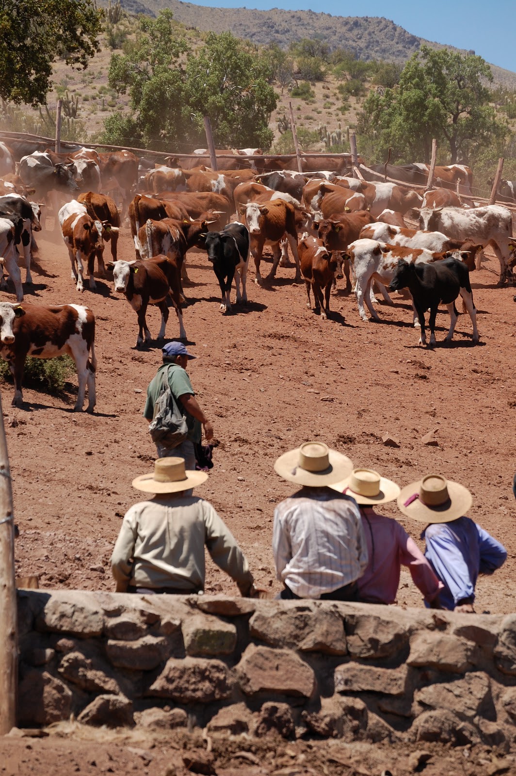 Illapel: EL CALABAZO: EL GANADO DE LOS PARCELEROS DE HUINTIL