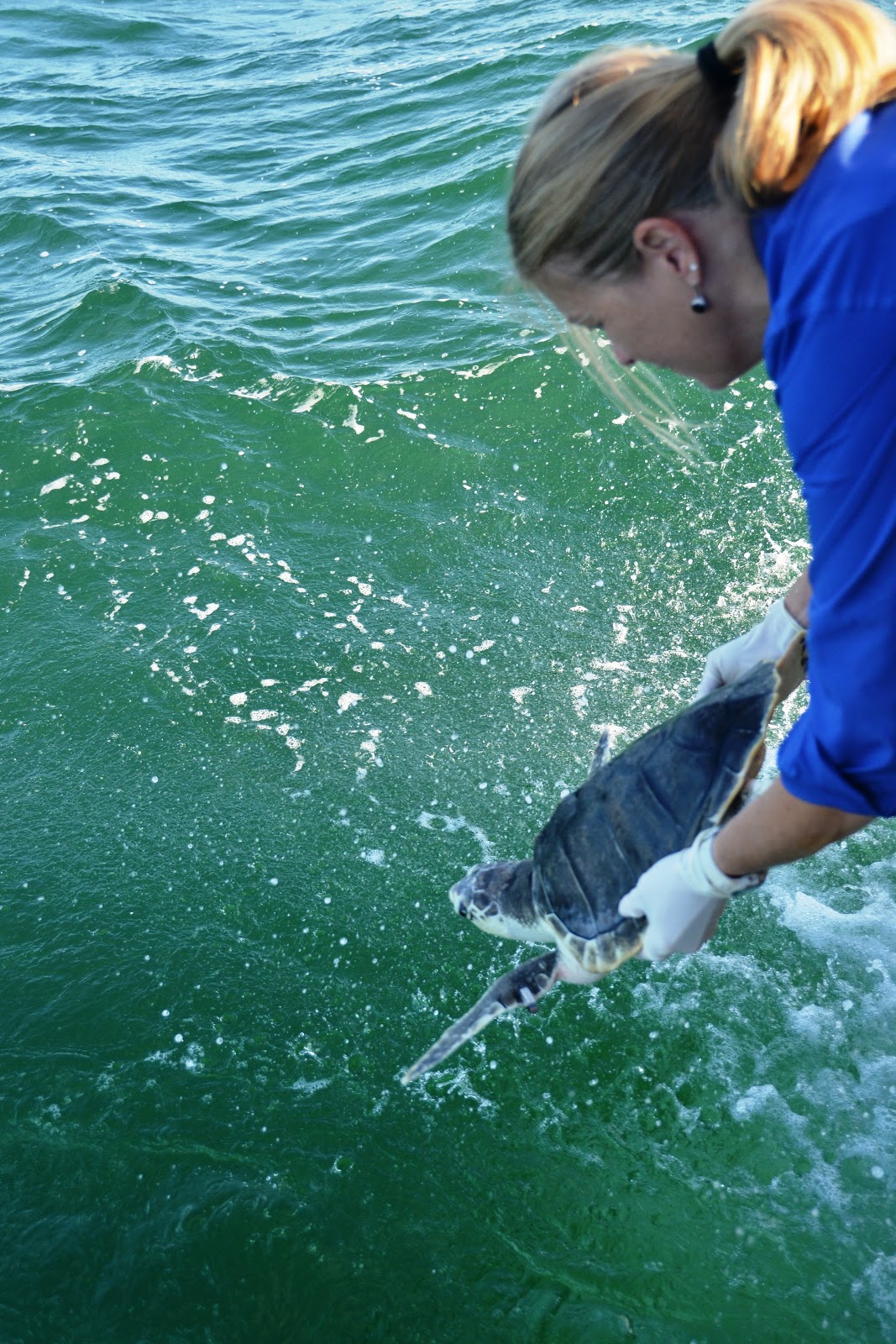 Sea Turtle Hospital: Three Sea Turtles of Three Species Released by ...