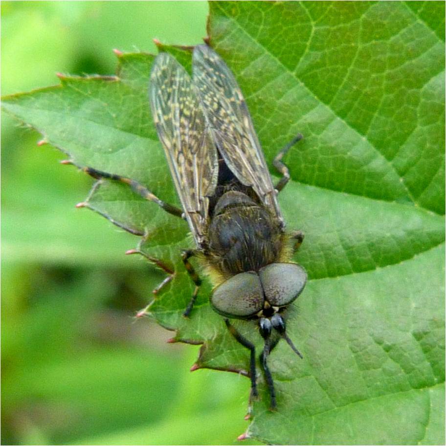 Insects of Scotland: Mosquitoes/Midges/Horseflies