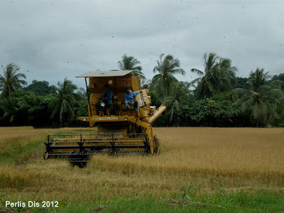 Diari Keluarga Firdausi: Sawah Padi di Perlis