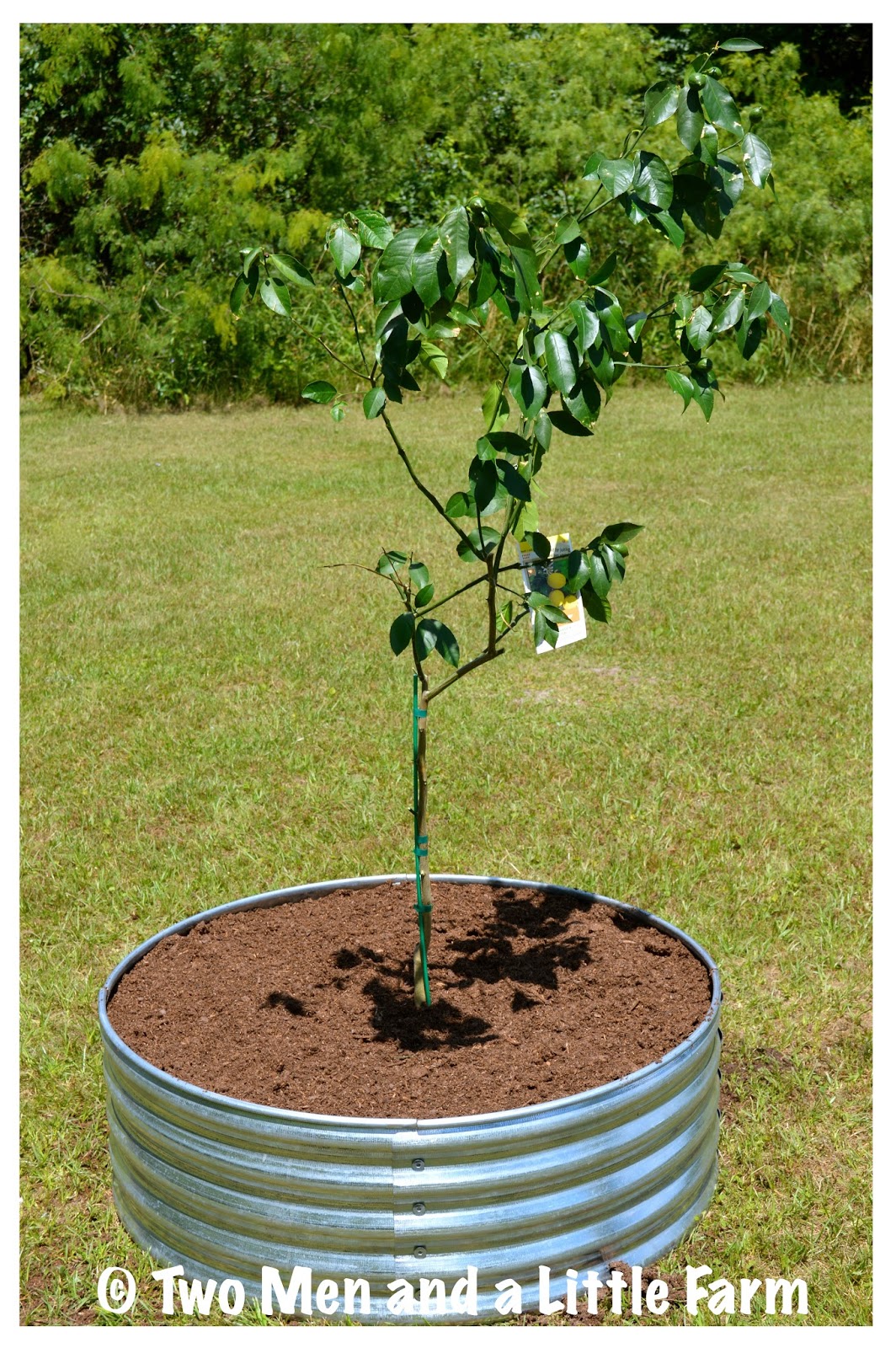 Two Men and a Little Farm: CITRUS TREES PLANTED IN GALVANIZED RINGS