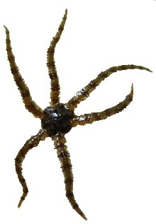 Ophiuroidea (Ofiuroides)