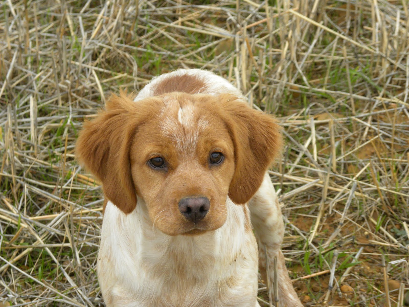 EPAGNEUL BRETON LOS CASCAJOS: fotos de los cachorros