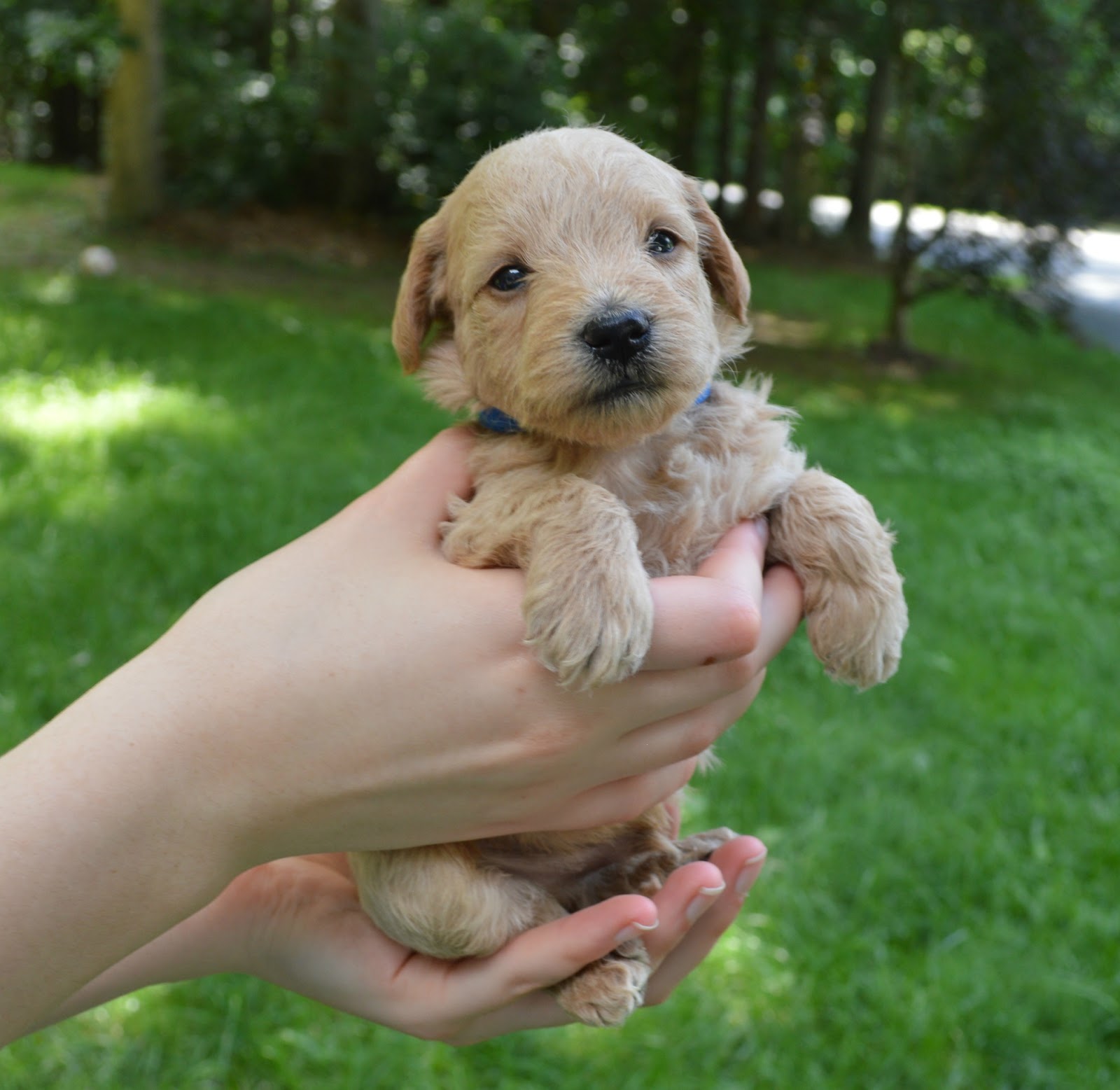 Growing Puppies - Virginia Schnoodle Breeder --Hypoallergenic Dogs ...