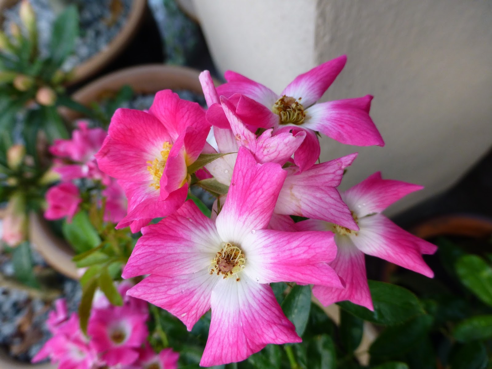 RESEPI NENNIE KHUZAIFAH: Bunga-bunga ros di Taman Ros Nannie