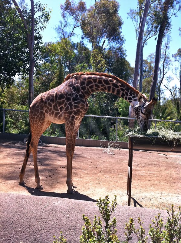 One Lucky Day: Queen Bee Market