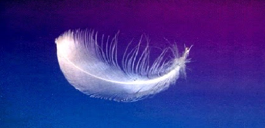 Pela vida: A Pluma e a Vida