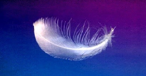 Pela vida: A Pluma e a Vida