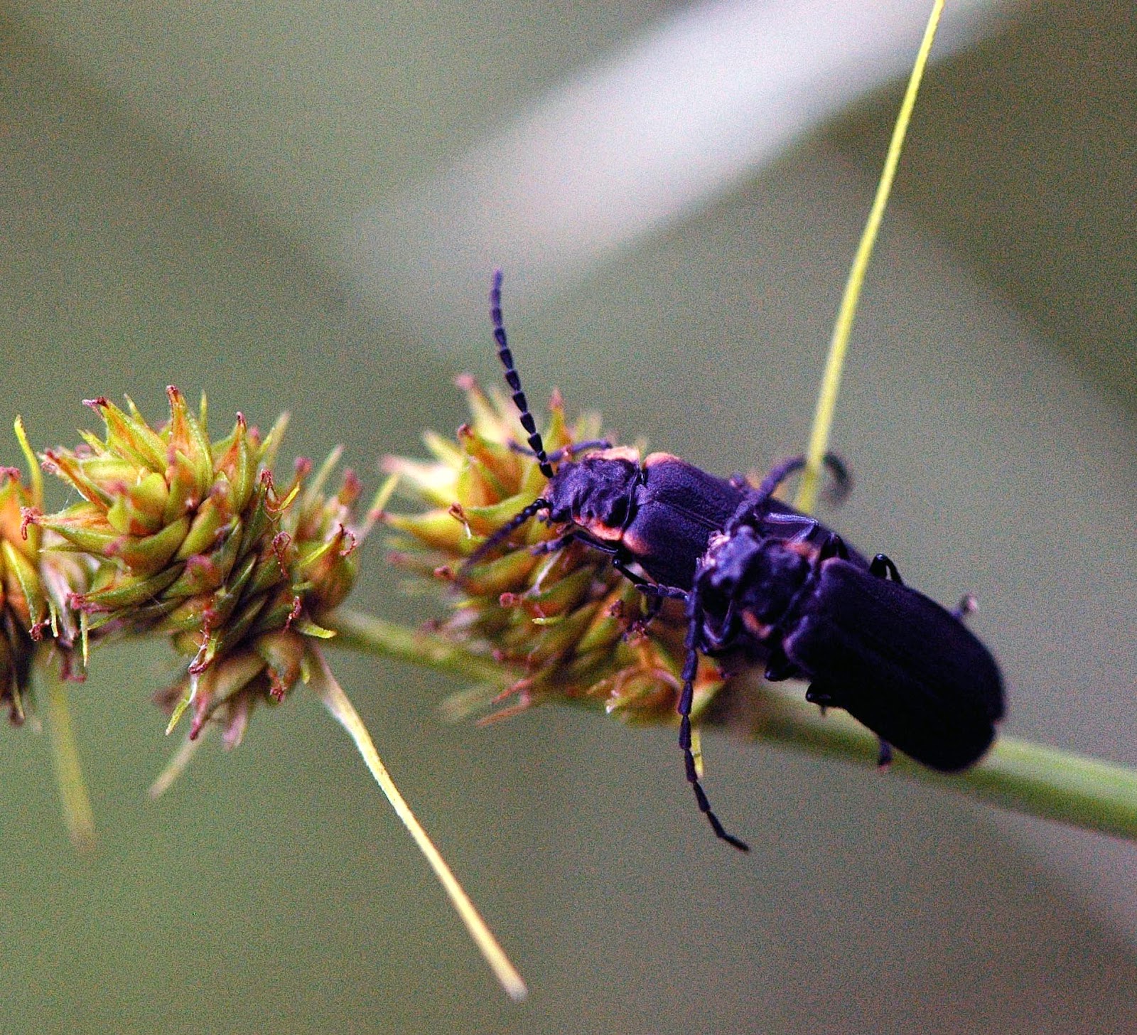 Field Biology in Southeastern Ohio: Nature Preserves: Mill Creek & Wahkeena