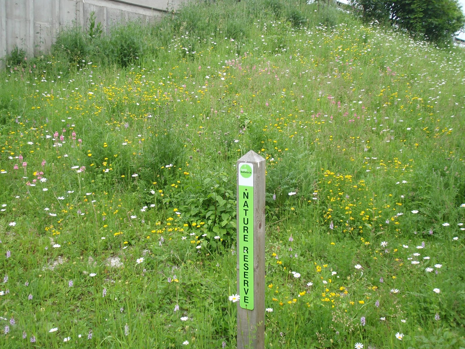 Welcome to the Plantlife blog.: Road Verge Campaign: The Cutting Edge ...