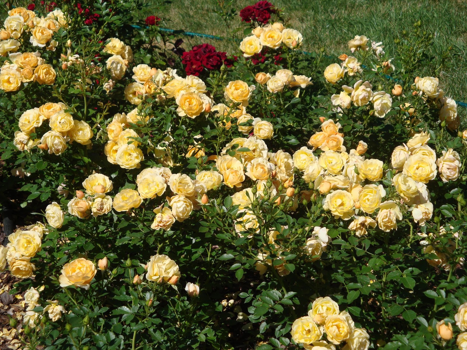 Ogród Tamaryszka: OGRÓD BEZ RÓŻ