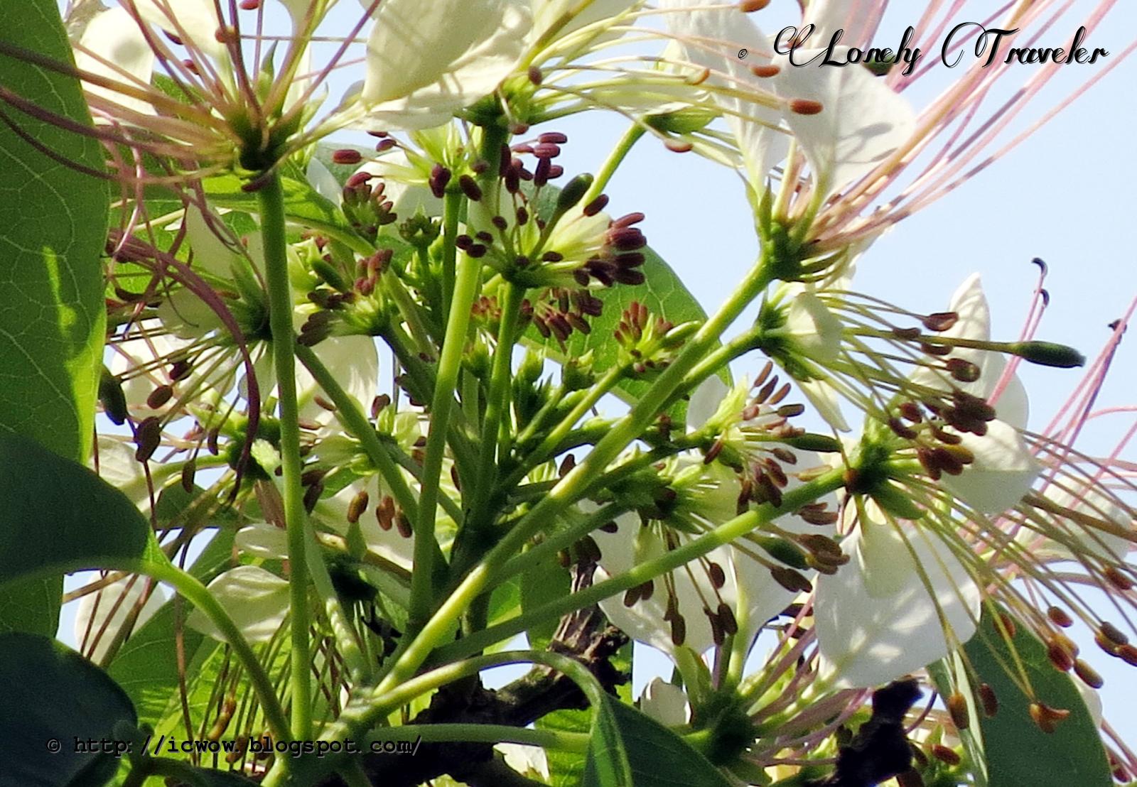Temple plant - Crataeva religiosa