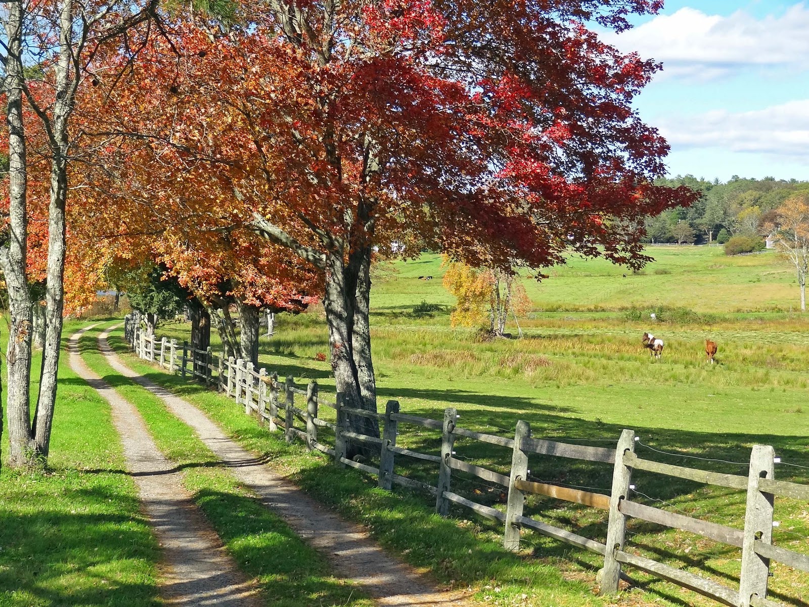 Joe's Retirement Blog: Country Lane, Fall, Plymouth, Massachusetts, USA