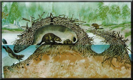 ¿Por qué los castores construyen represas? | Universo Animal