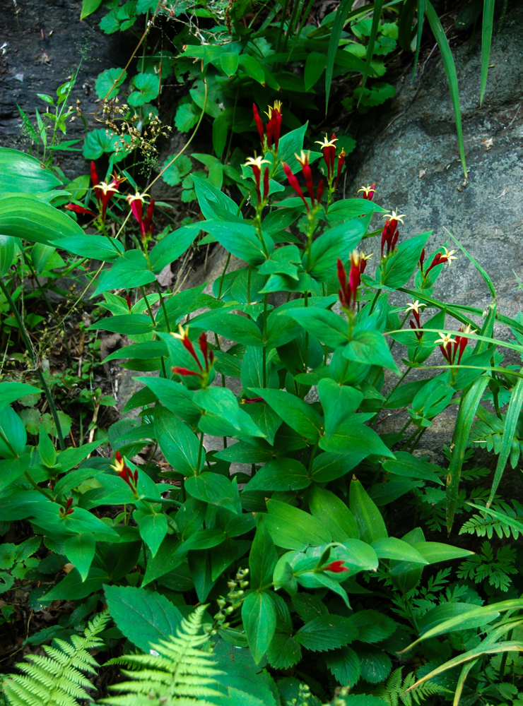 Spigelia marilandica (Indian pink)
