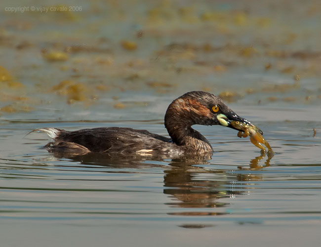 Journey of Joy: Photographing Birds in India.