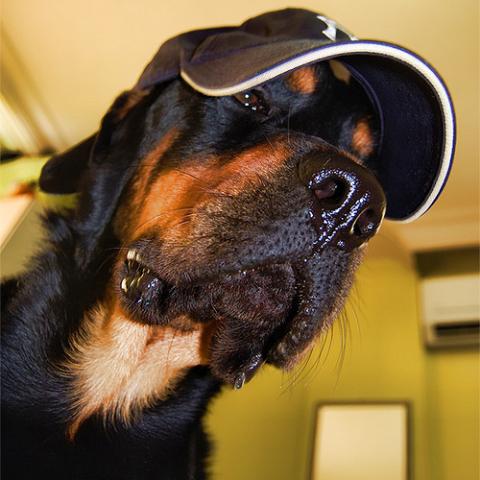 Zoo Animals: Funny Rottweiler Dogs Photos/Images 2012