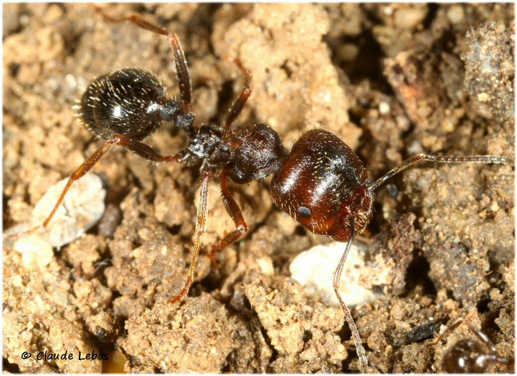 fourmis du genre Messor: Messor structor