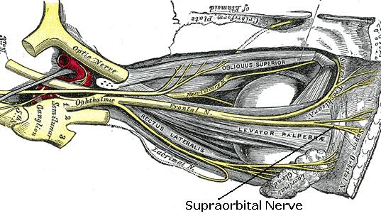 Supraorbital Nerve Distribution