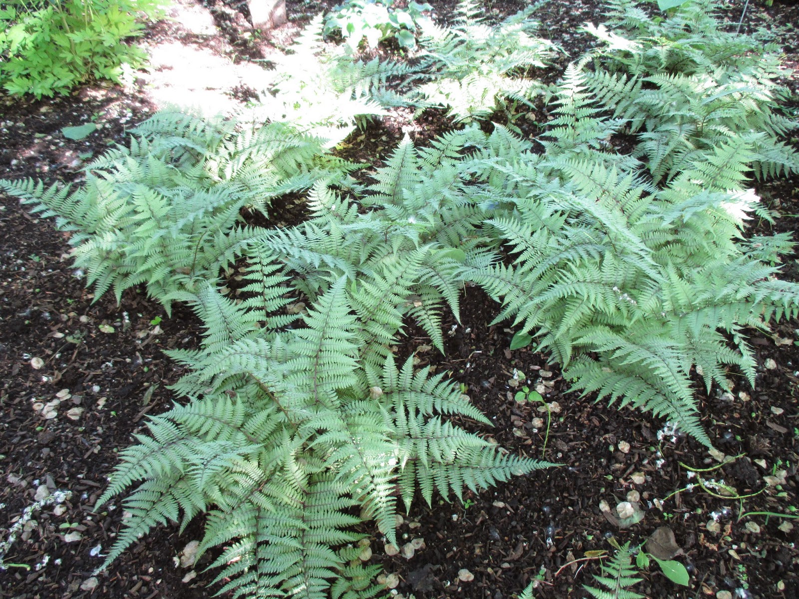 Ghost Fern - A Solid Performer - Rotary Botanical Gardens