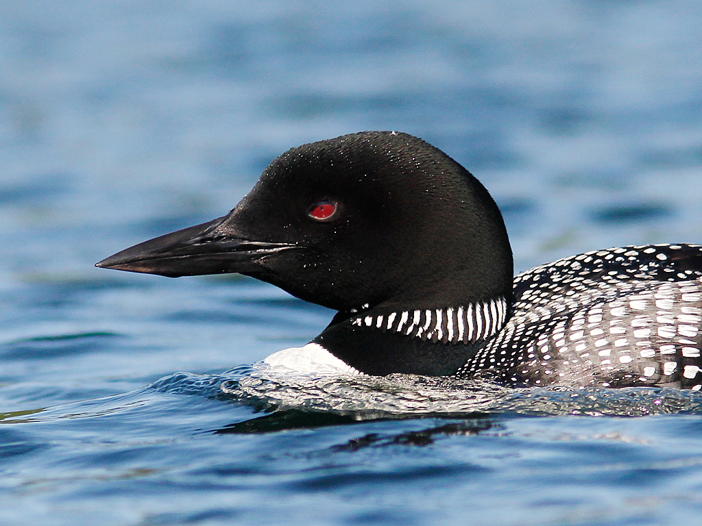 STOKES BIRDING BLOG: Loons!