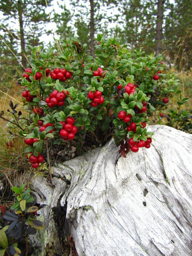Naruskan Tukikohta: Pyörii kuin puolukka...