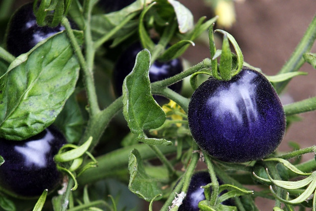 Meridianos: Alimentos de color azul